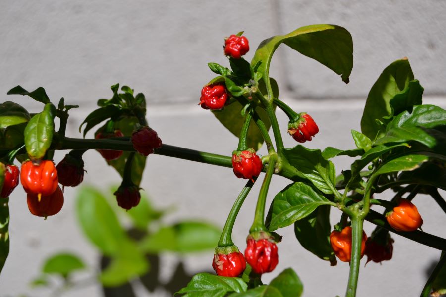 Chili plants, Selecting the best method in planting.